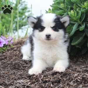 Pomsky Puppies For Sale - Greenfield Puppies