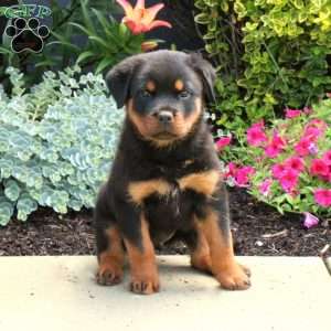 Rottweiler Puppies For Sale - Greenfield Puppies