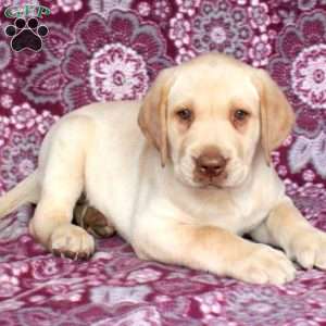 Yellow Labrador Retriever Puppies For Sale | Greenfield Puppies