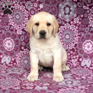 Yellow Labrador Retriever Puppies For Sale | Greenfield Puppies