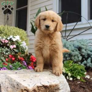 Raymond Petersheim - Greenfield Puppies