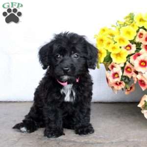 Jack-A-Poo Puppies For Sale - Greenfield Puppies