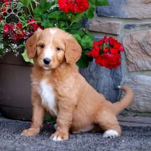 Goldendoodle Puppies For Sale | Greenfield Puppies