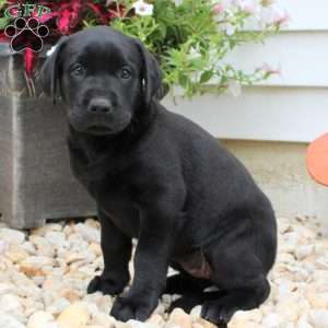 Black Labrador Retriever Puppies For Sale - Greenfield Puppies