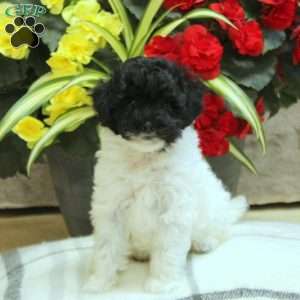 Bich-poo Puppies For Sale | Greenfield Puppies