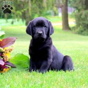 Black Labrador Retriever Puppies For Sale - Greenfield Puppies