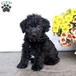 Jack-A-Poo Puppies For Sale - Greenfield Puppies