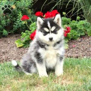 Pomsky Puppies For Sale - Greenfield Puppies