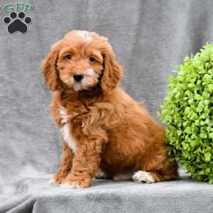 Cockapoo Puppies for Sale - Greenfield Puppies