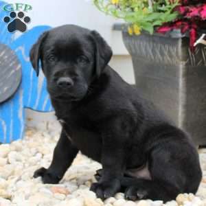 Black Labrador Retriever Puppies For Sale - Greenfield Puppies