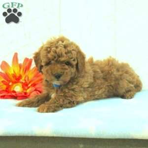 Bich-poo Puppies For Sale | Greenfield Puppies
