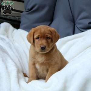 Fox Red Labrador Retriever Puppies for Sale - Greenfield Puppies