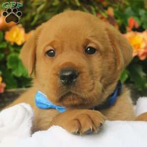 Fox Red Labrador Retriever Puppies for Sale - Greenfield Puppies