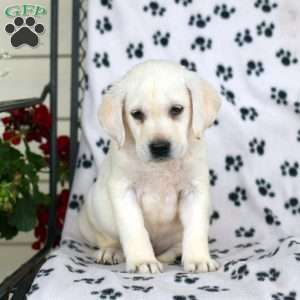 Yellow Labrador Retriever Puppies For Sale | Greenfield Puppies