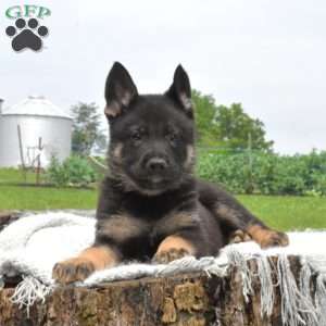 Reuben Kauffman - Greenfield Puppies