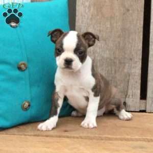 Boston Terrier Puppies For Sale - Greenfield Puppies