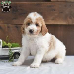 Raymond Lapp - Greenfield Puppies