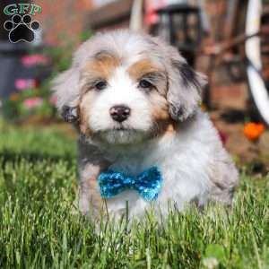 Aussiedoodle Puppies For Sale | Greenfield Puppies