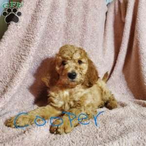 Standard Poodle Puppies for Sale | Greenfield Puppies