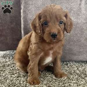 Cockapoo Puppies for Sale - Greenfield Puppies