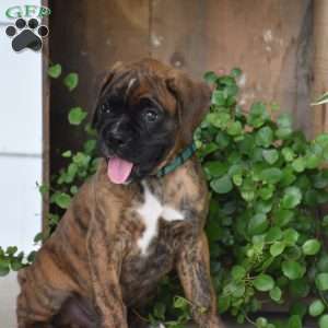 Boxer Puppies For Sale - Greenfield Puppies