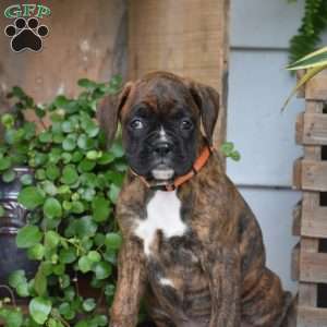 Boxer Puppies For Sale - Greenfield Puppies