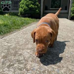 Vizsla Puppies For Sale | Greenfield Puppies