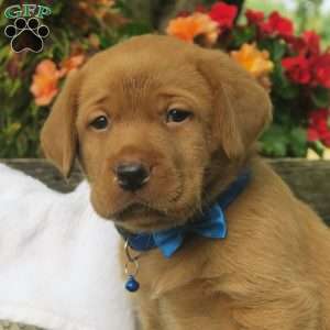 Fox Red Labrador Retriever Puppies for Sale - Greenfield Puppies