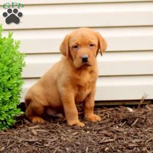 Fox Red Labrador Retriever Puppies for Sale - Greenfield Puppies