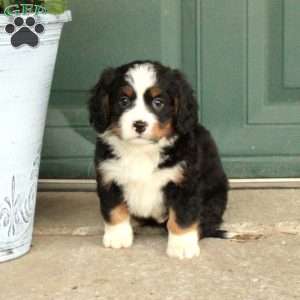 Miniature Bernese Mountain Dog Puppies for Sale | Greenfield Puppies