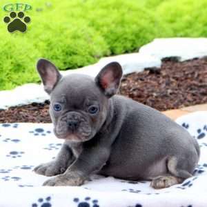 John Beiler - Greenfield Puppies