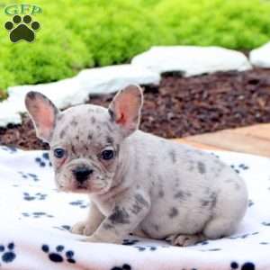 John Beiler - Greenfield Puppies