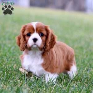 Sam and Rachael Stoltzfus Dog Breeder