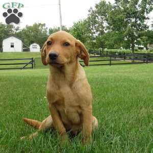 Fox Red Labrador Retriever Puppies for Sale - Greenfield Puppies