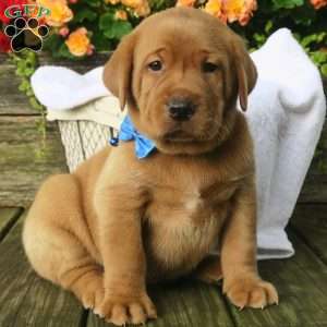 Fox Red Labrador Retriever Puppies for Sale - Greenfield Puppies