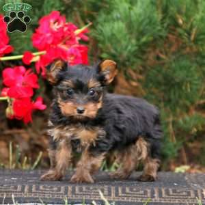 Yorkshire Terrier Puppies for Sale - Greenfield Puppies