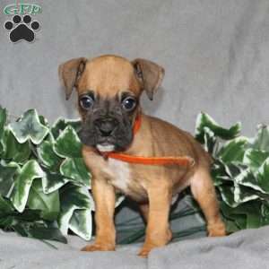 Boxer Puppies For Sale - Greenfield Puppies
