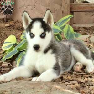 Siberian Husky Puppies For Sale - Greenfield Puppies