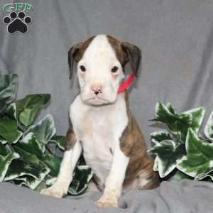 Boxer Puppies For Sale - Greenfield Puppies