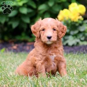 Moses & Kathryn Smucker - Greenfield Puppies