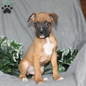 Boxer Puppies For Sale - Greenfield Puppies