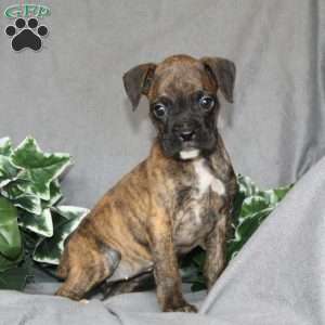 Boxer Puppies For Sale - Greenfield Puppies