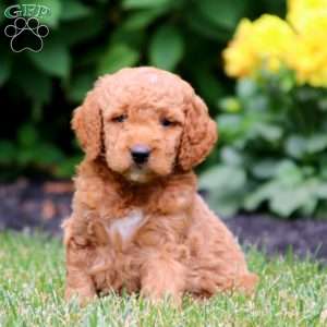 Moses & Kathryn Smucker - Greenfield Puppies