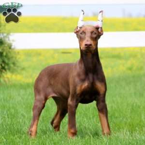 Doberman Pinscher Puppies For Sale | Greenfield Puppies