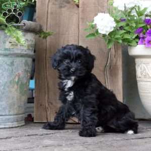 Yorkie-Poo Puppies For Sale | Greenfield Puppies