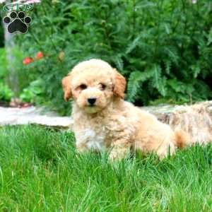 Bich-poo Puppies For Sale | Greenfield Puppies