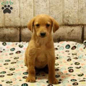 Fox Red Labrador Retriever Puppies for Sale - Greenfield Puppies