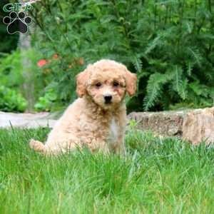 Bich-poo Puppies For Sale | Greenfield Puppies