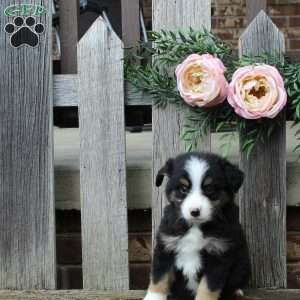 Miniature Australian Shepherd Puppies For Sale - GFP
