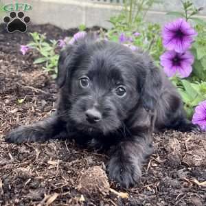 Jack-A-Poo Puppies For Sale - Greenfield Puppies
